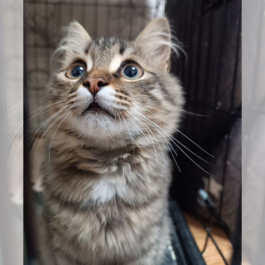 Маленький котенок в добрые руки