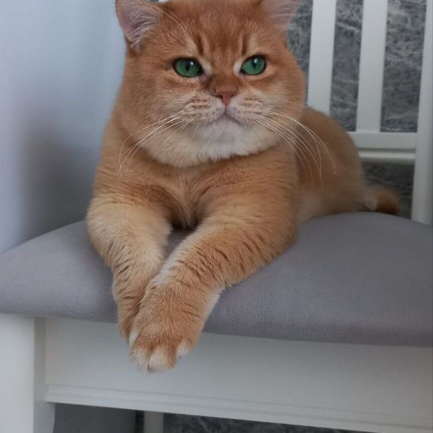 Британец ny12 с родословной