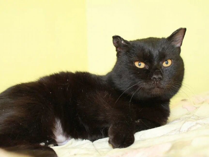 Молодая кошечка Пятница, ей около 2-х лет