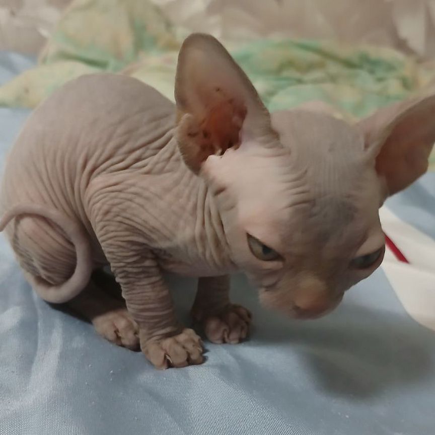 Донской сфинкс котёнок