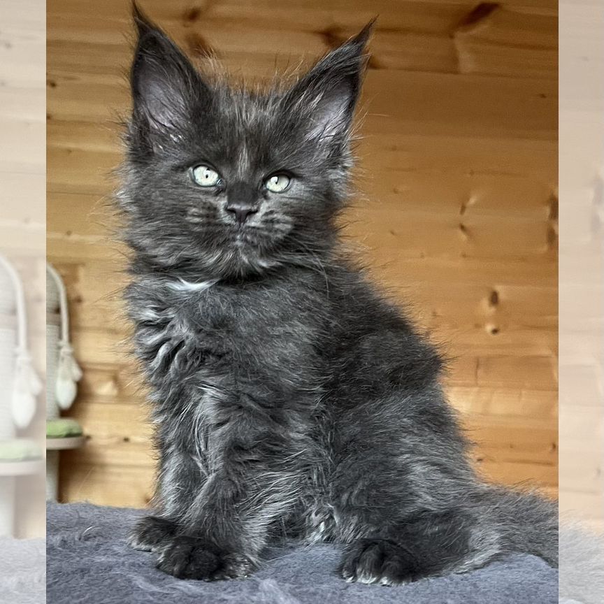 Мейн-кун котёнок