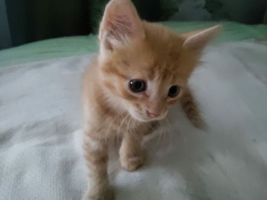 Кошки в добрые руки бесплатно