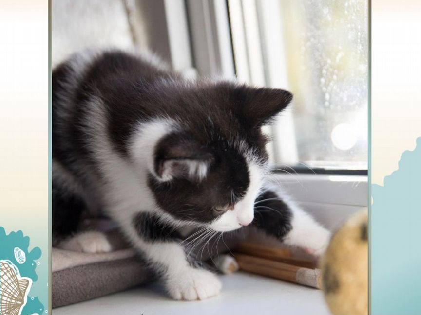 Котенок
