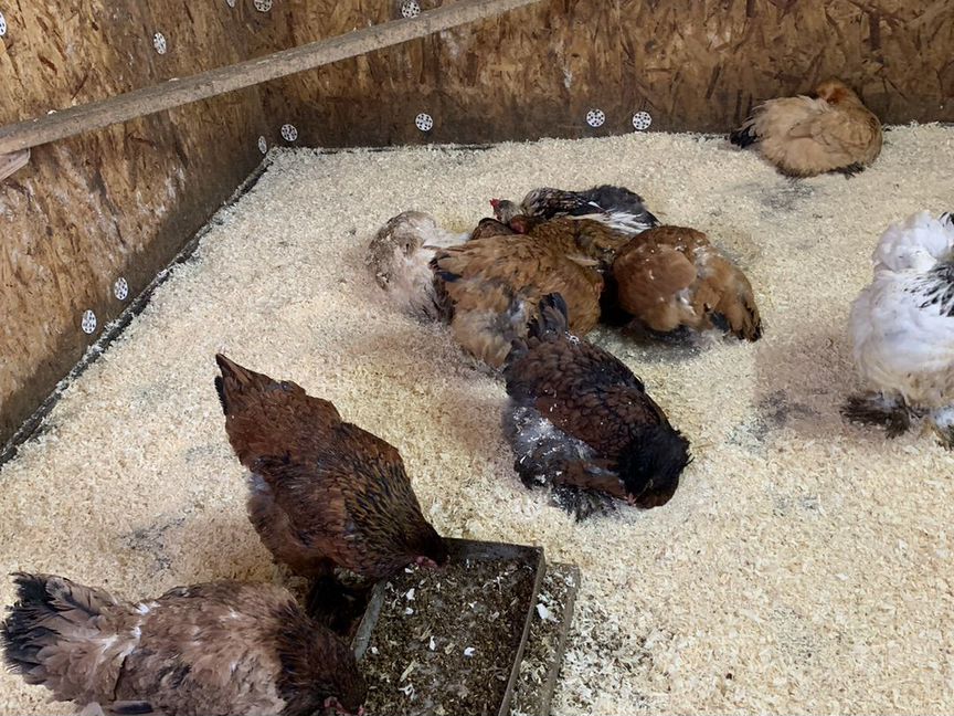 Куры породы брама