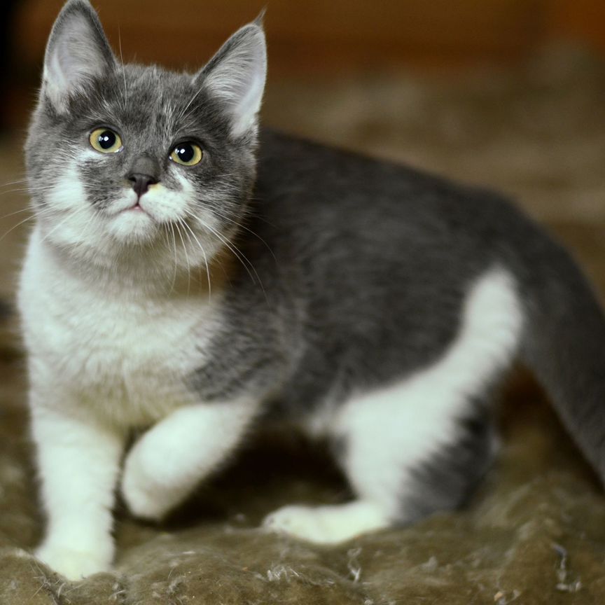 Котенок амели В добрые руки
