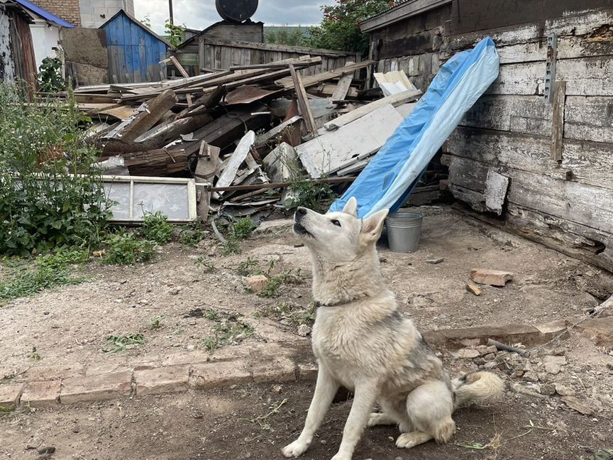 Умная собака Лорд