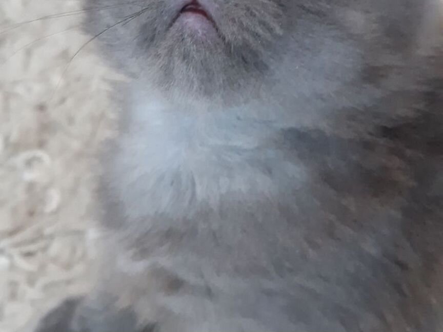 Шотландские вислухие котята