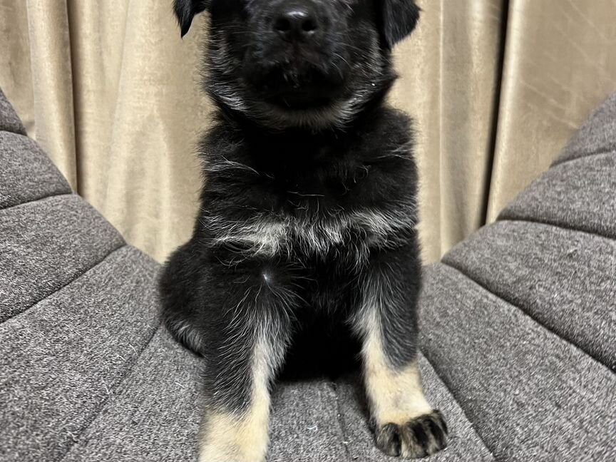 Щенки немецкой овчарки черные