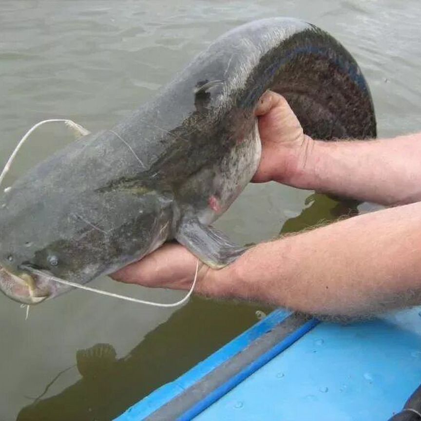 Сом речной камский