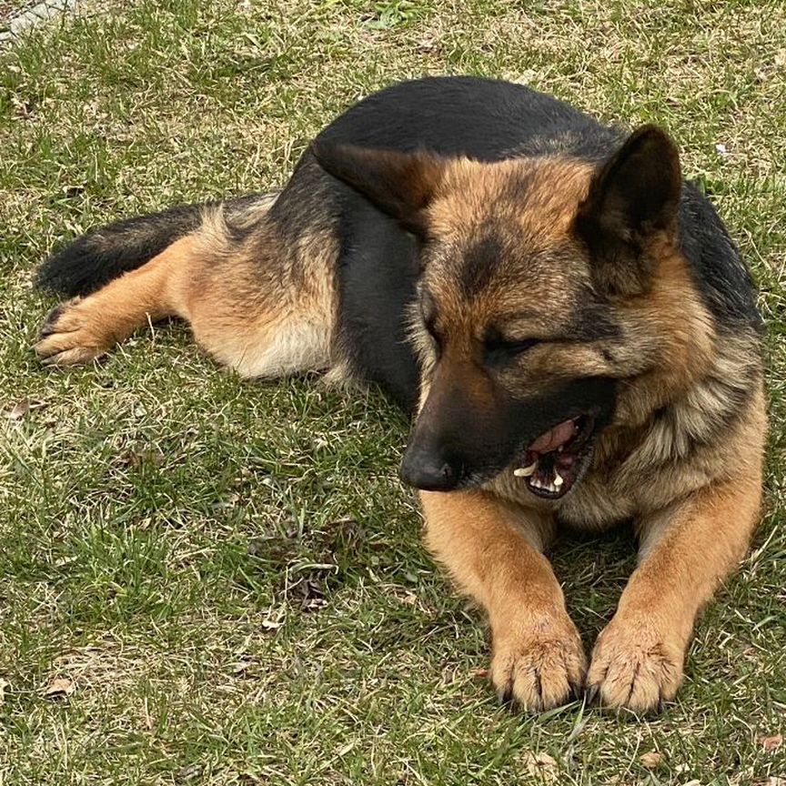 Немецкая овчарка, взрослый пёс