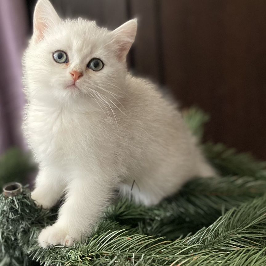 Шотландский прямоухий короткошёрстный котёнок