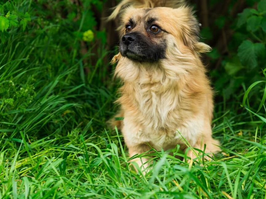 Маленький пёсик в добрые руки