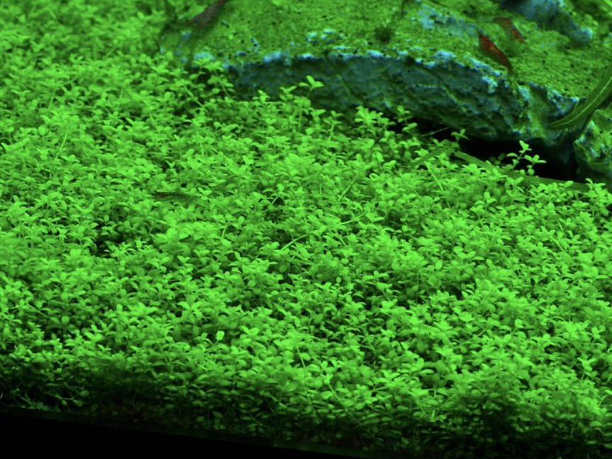 Хемиантус куба