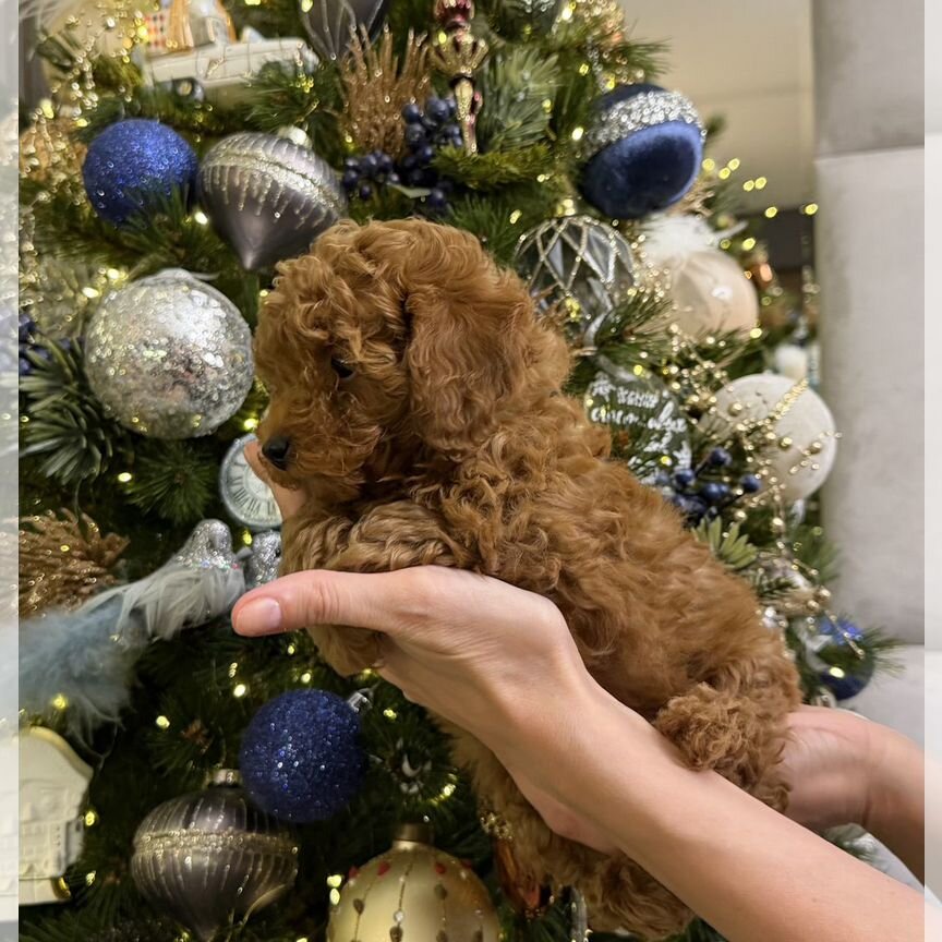 Той-пудель, щенок