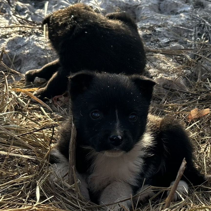 Щенки очень маленькие