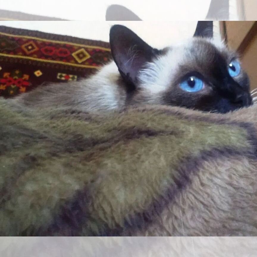 Сиамская, взрослая кошка