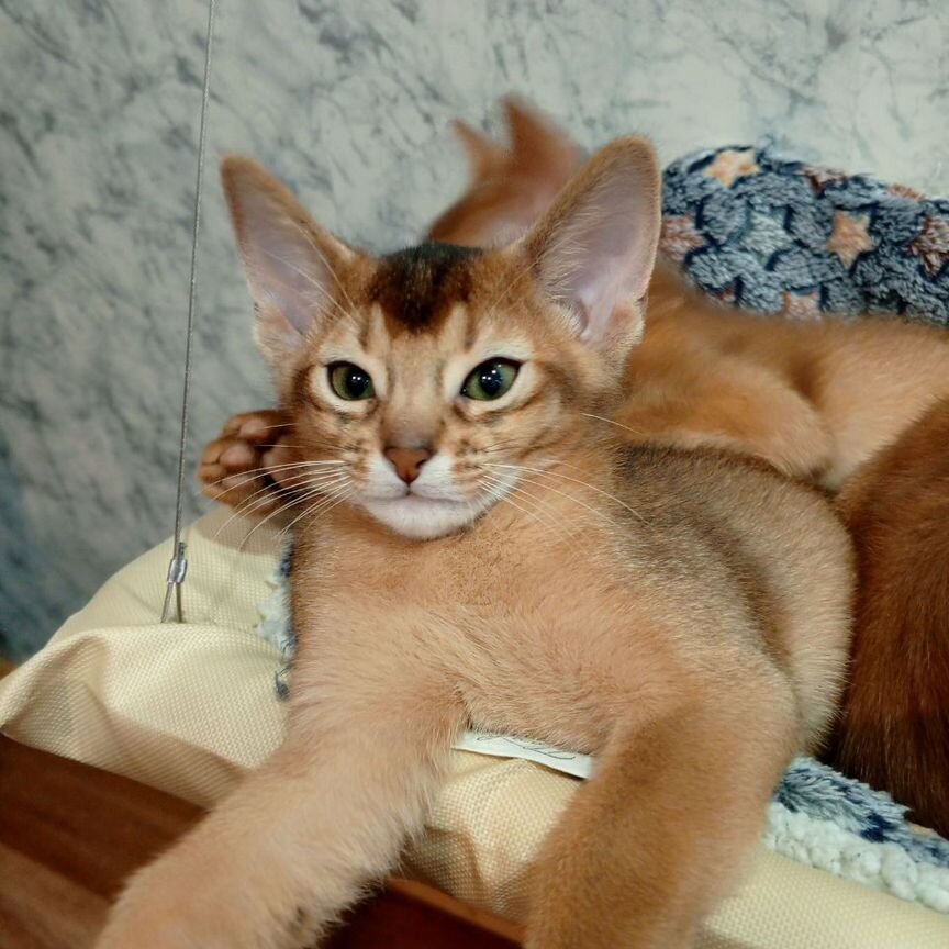 Абиссинские котята