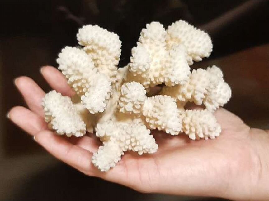 Коралл натуральный