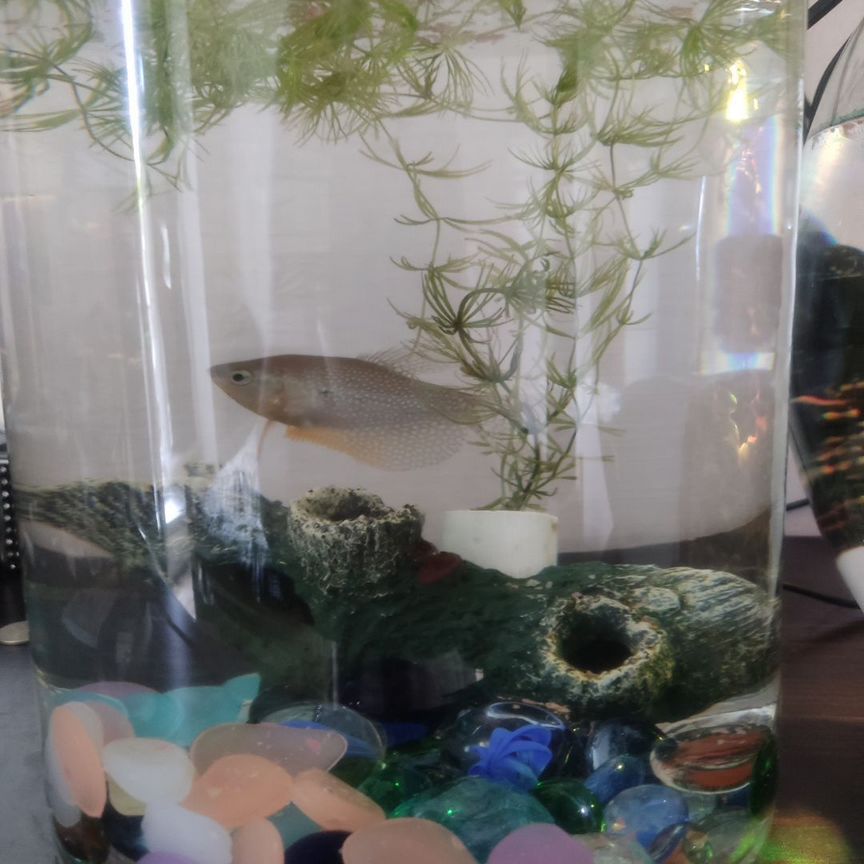 Продам рыбку гурами