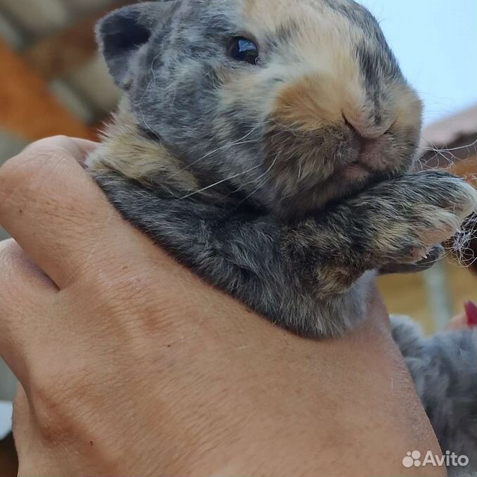 Кролики породы Рекс