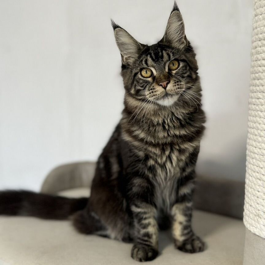 Мейн-кун девочки