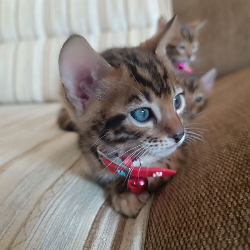 Бенгальские котята