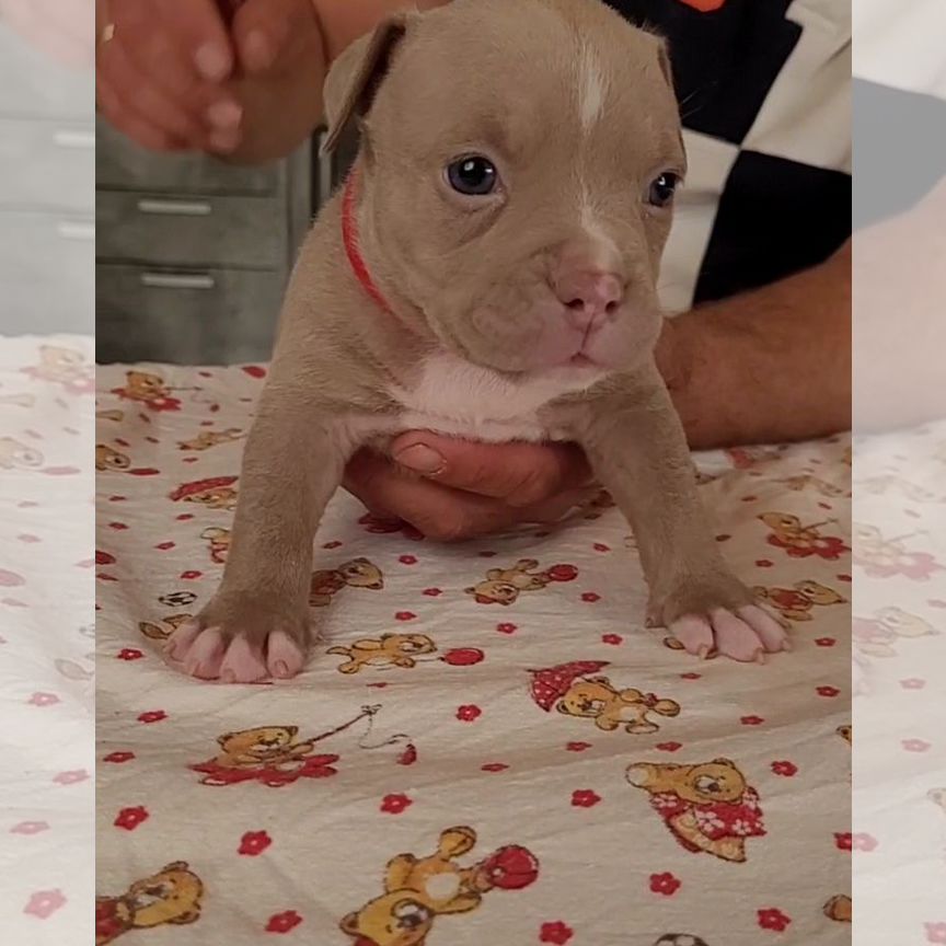 Американский булли покет щенки