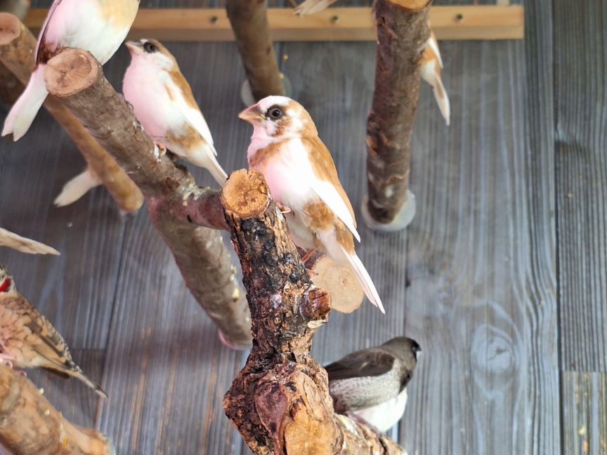 Японская амадина, девочка