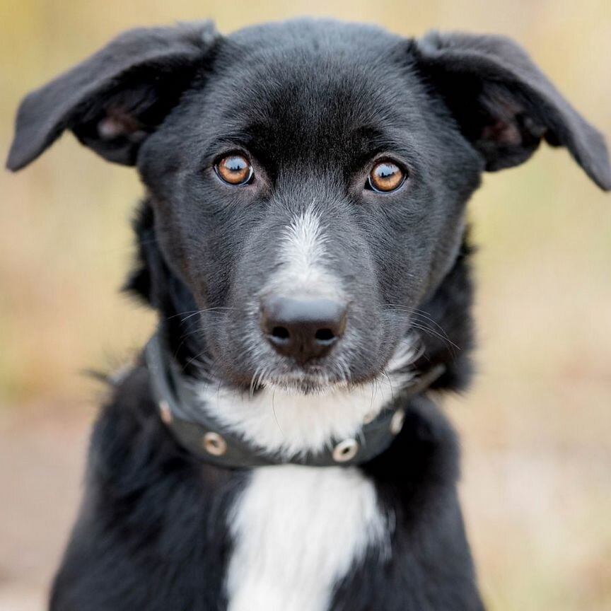 Взрослая собака из приюта