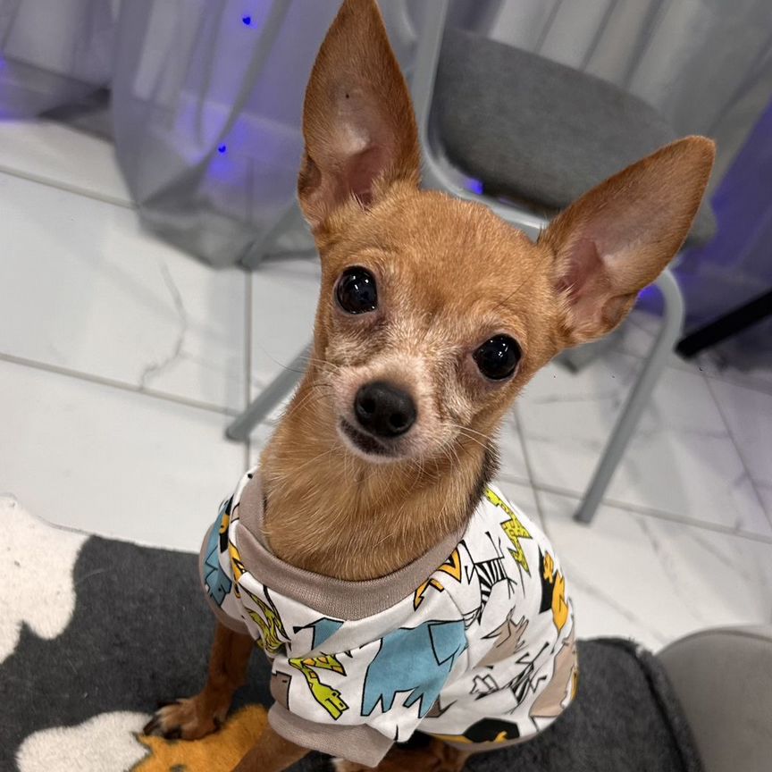 Русский той-терьер, взрослая собака