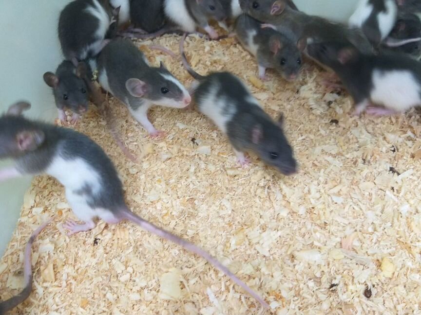 Кормовые крысы