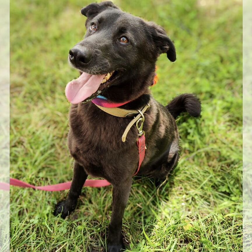 Взрослая собака в добрые руки