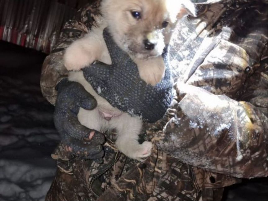 Акита (метис) бесплатно