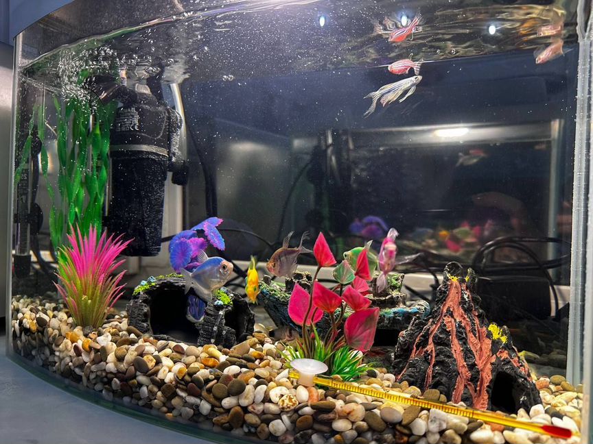 Аквариум с рыбками