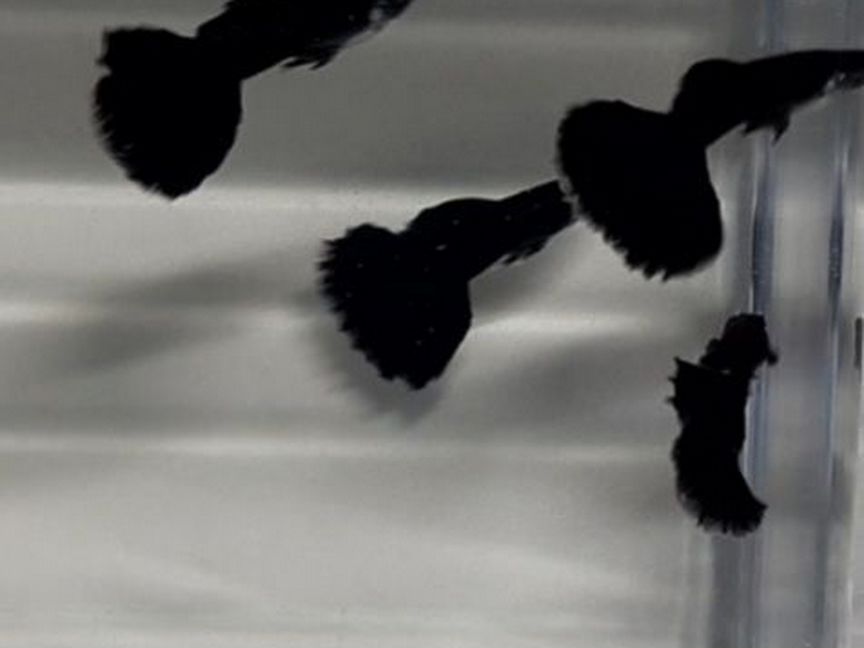 Гуппи Чёрный Монах