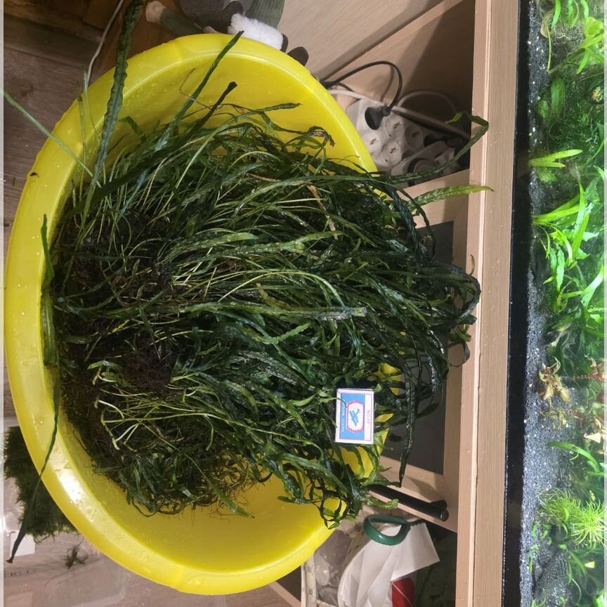 Папоротник Таиланд узколистный