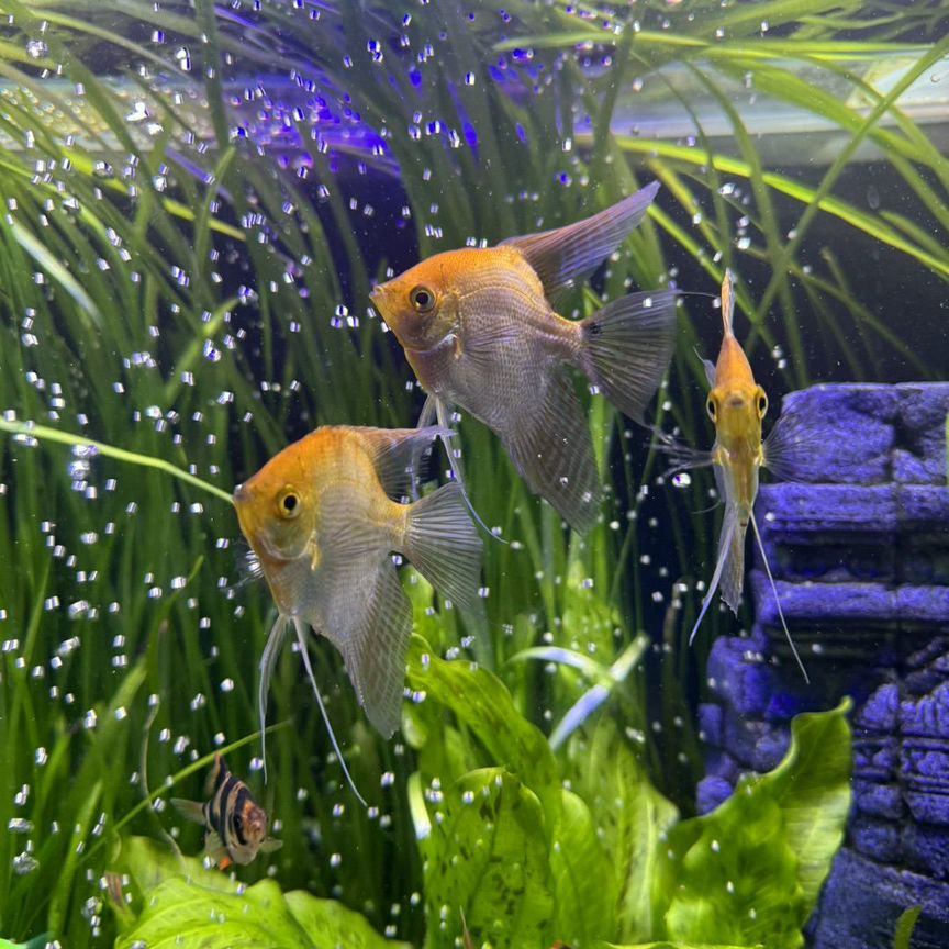 Рыбы скалярии