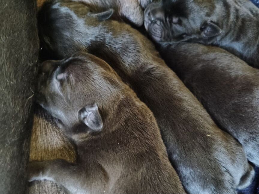 Щенки кане-корсо