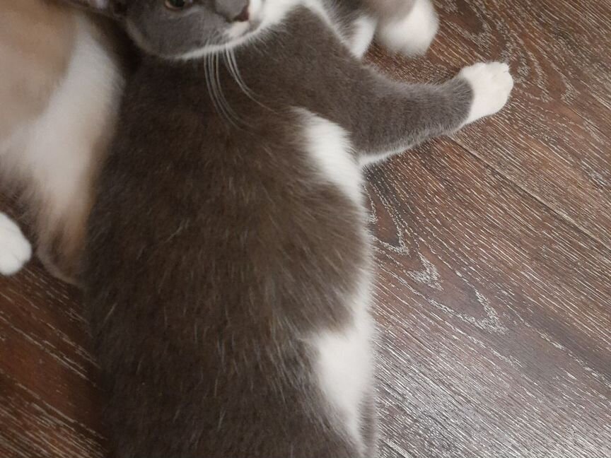 Британские котята