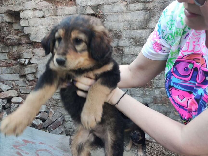 Собаки щенки маленькой породы