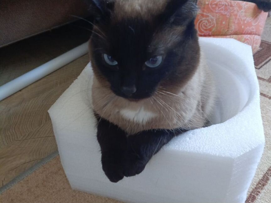 Сиамский кот