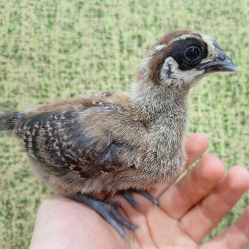 Инкубационное яйцо лакеданзи