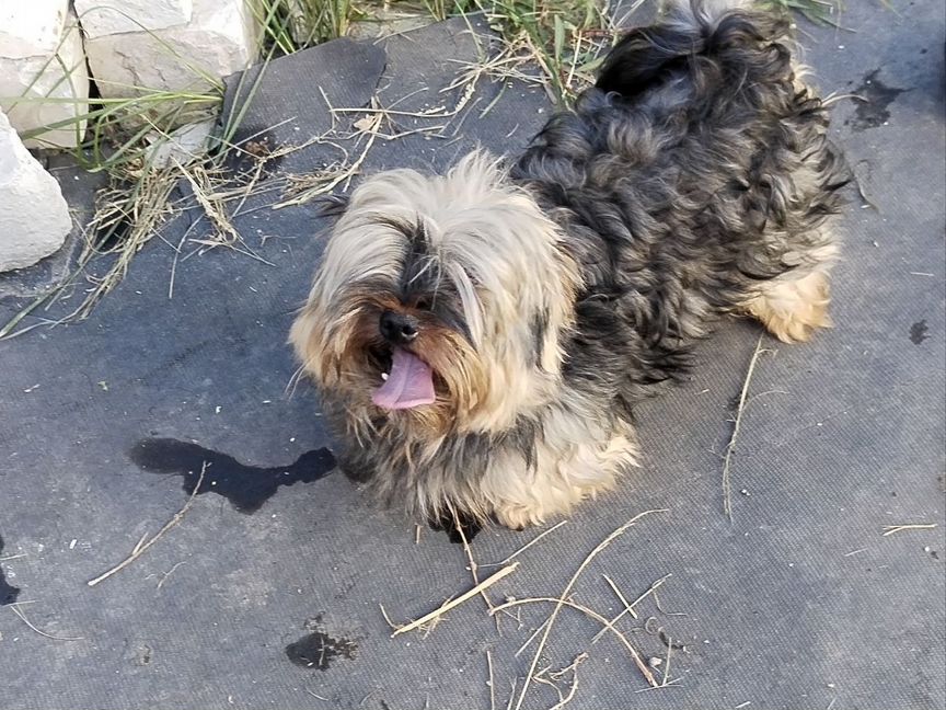 Отдам в хорошие руки собаку