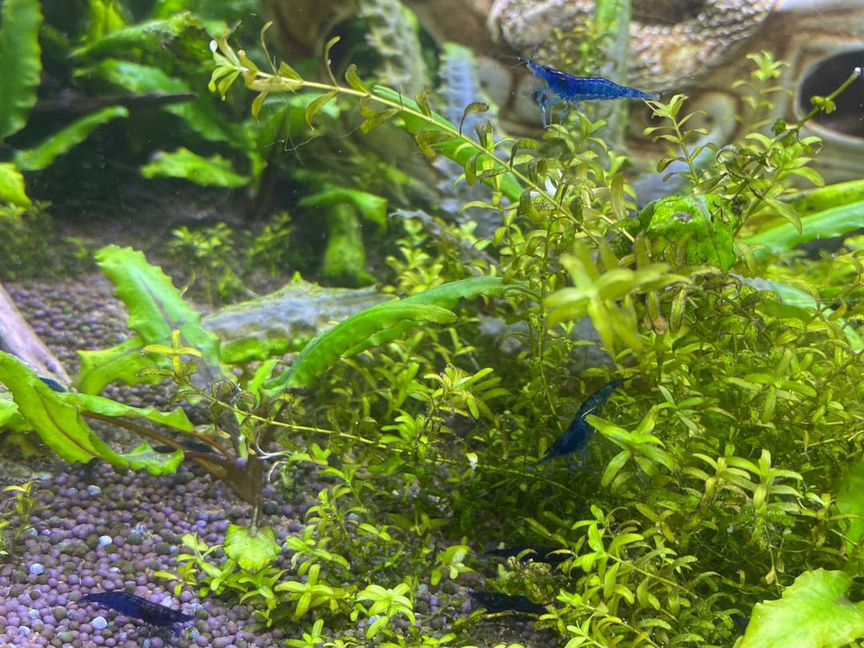 Креветки синие