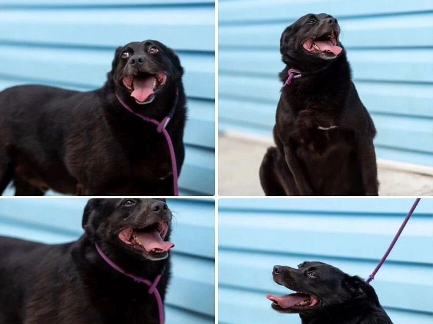 Собака компаньон. Микки сама доброта