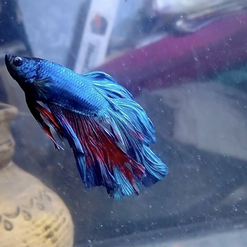 Рыба аквариумная