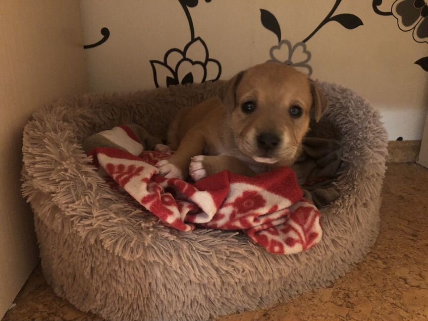 Щенок стаффордширский терьер