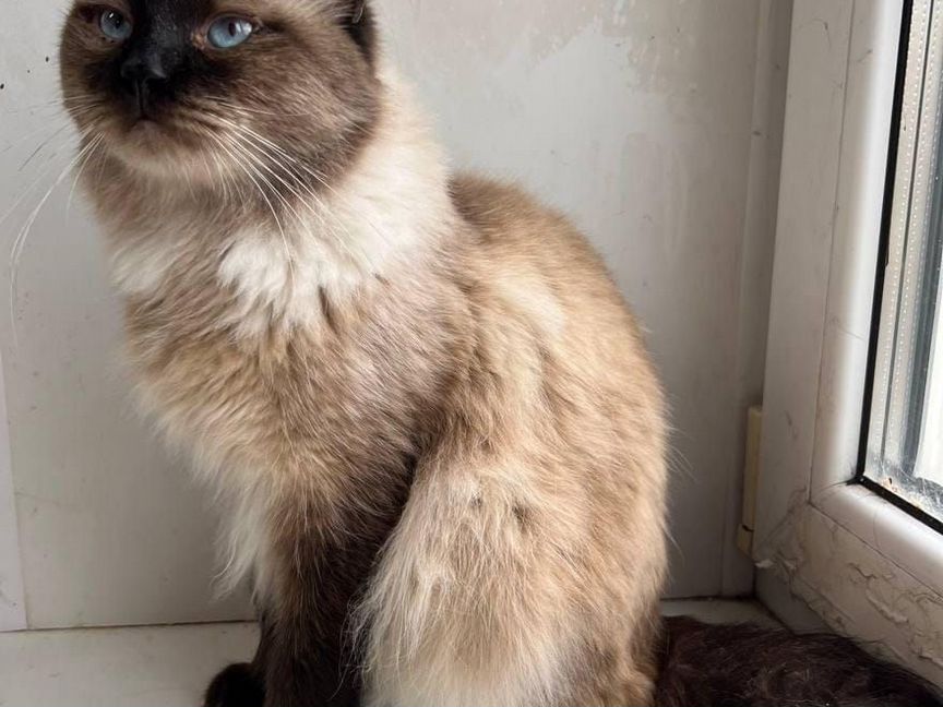 Кот
