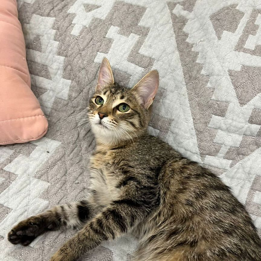 Котенок маленькая прелесть