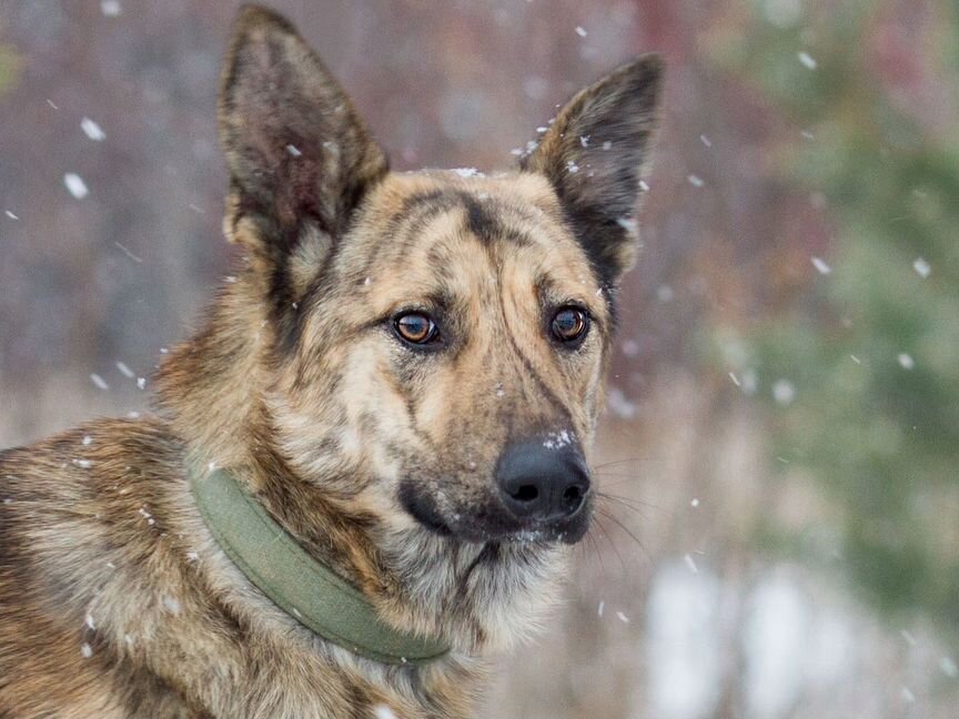 Добрый тигр зик